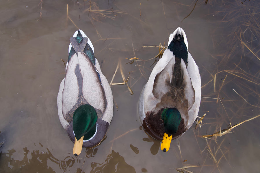 Gallery – Boland Decoys