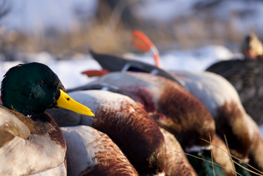 Gallery – Boland Decoys